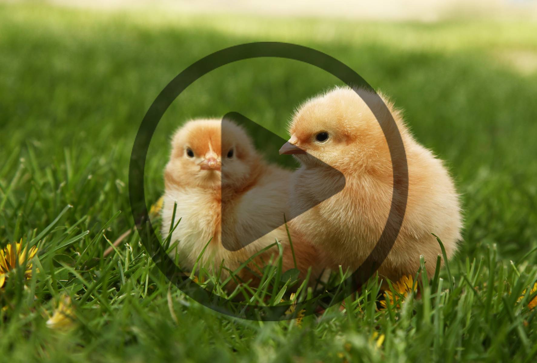 Preparing for Chicks – Mother Earth News
